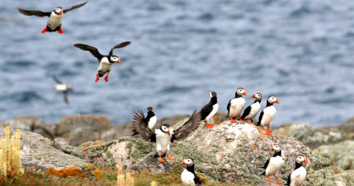 Puffin numbers still dropping