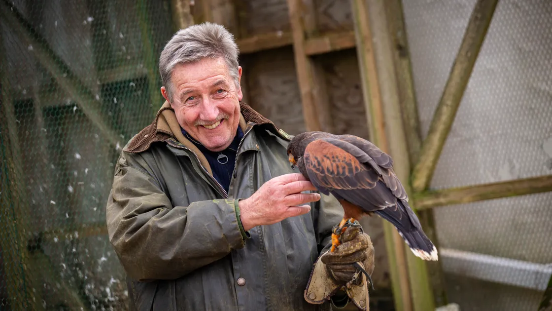 Vlad the flyaway Harris hawk is back home