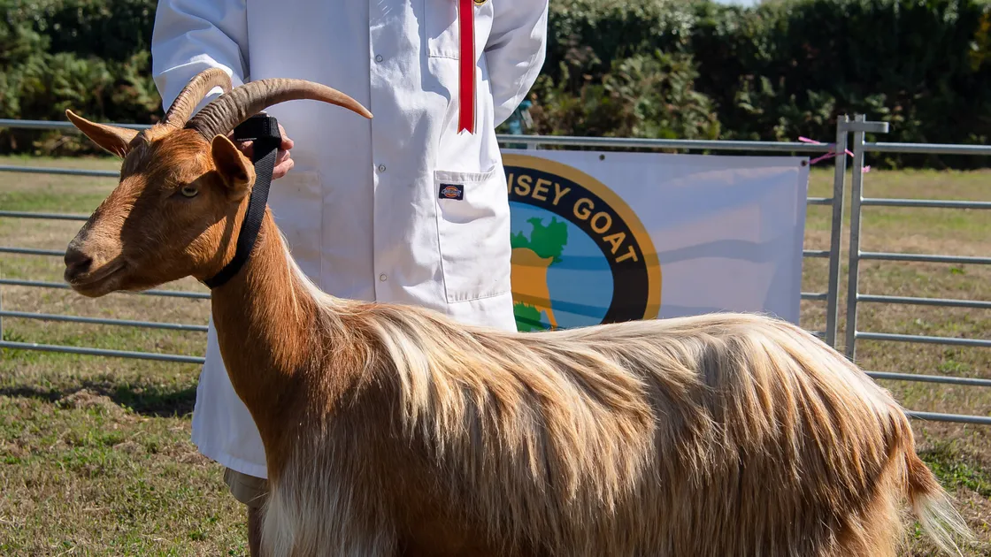 Goats turned out at their best for centenary year show
