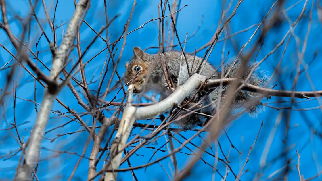 Fate uncertain for Elvis as he gets tracked down again