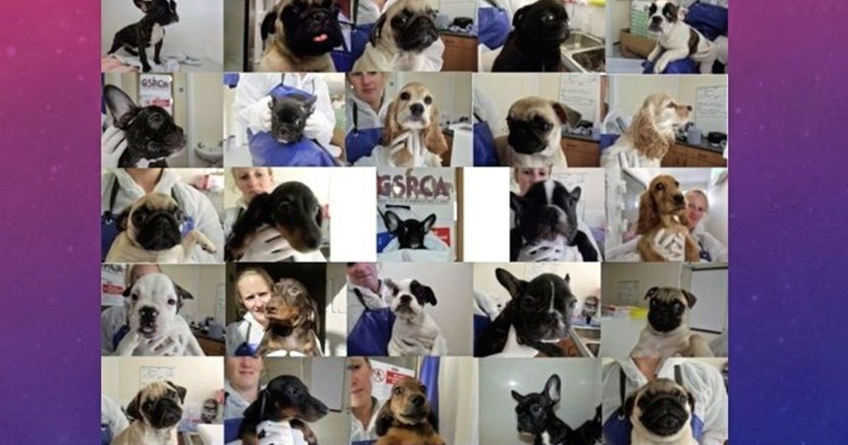 GSPCA: Beware of online pet scammers