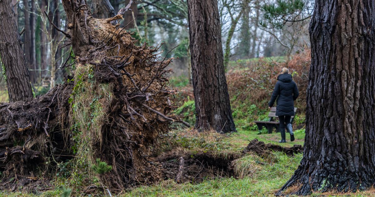 Goretti storms into the charts at no.5