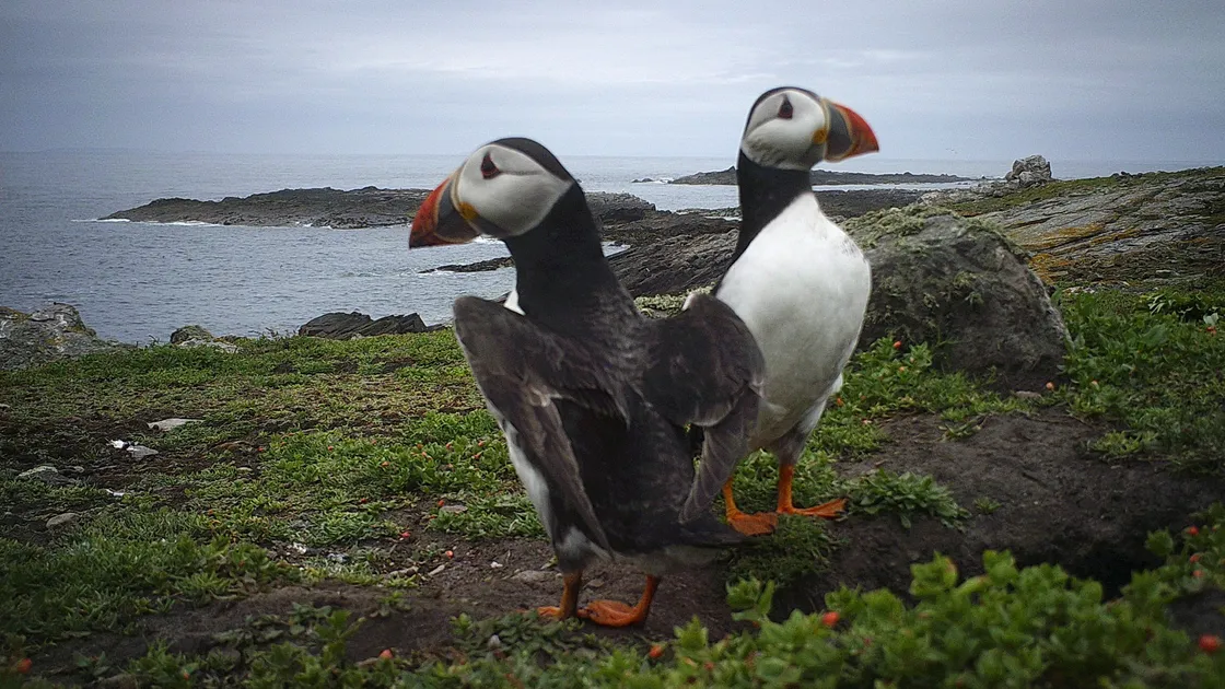 Bailiwick puffin population is stable