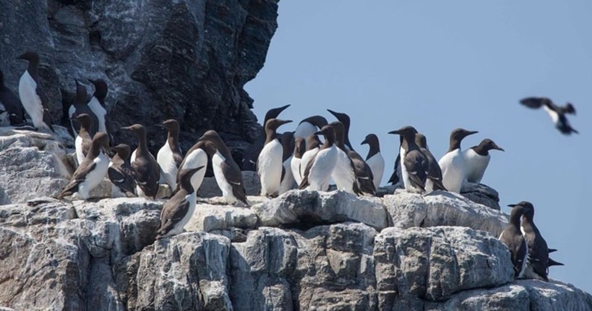 Endangered birds seeking refuge in Sark