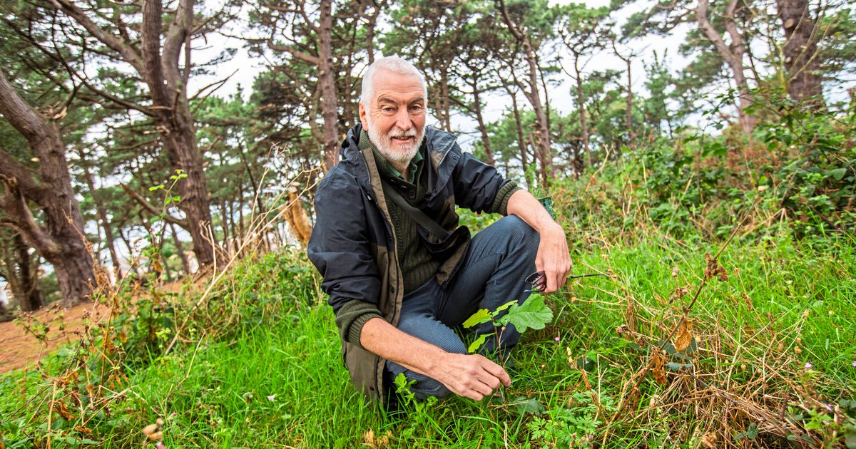 Le Guet has new life one year on from Storm Ciaran