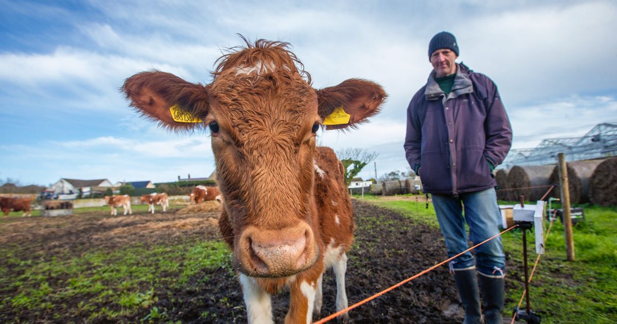 La Societe looking for new herd manager