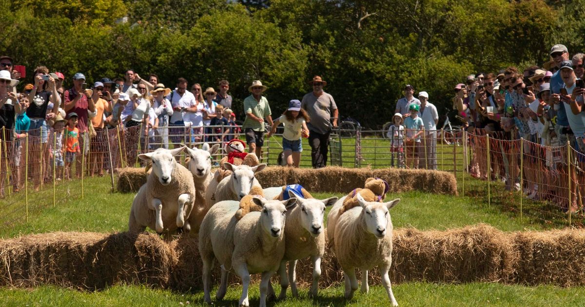 Sark sheep racing is successful fundraiser