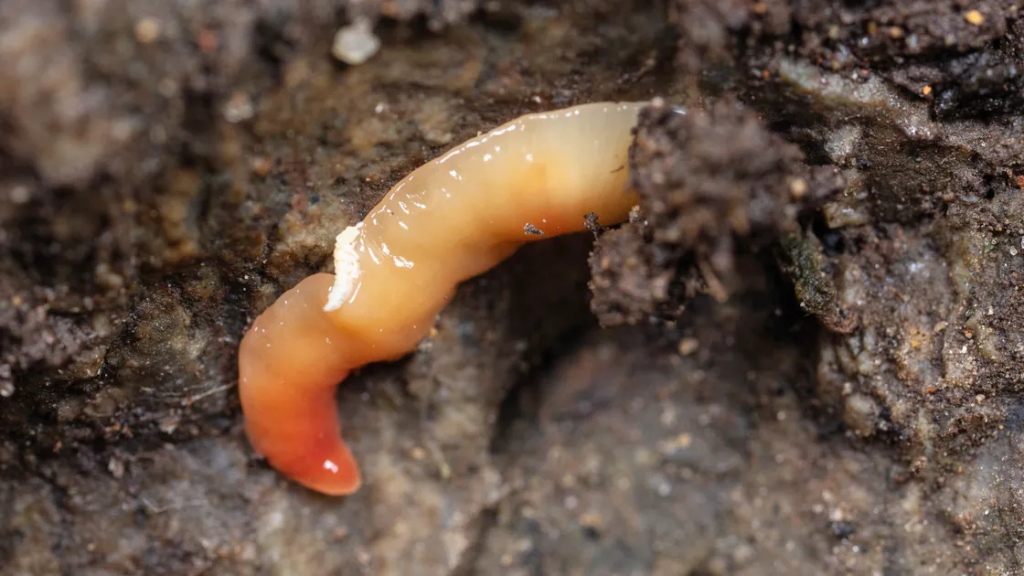 Correct identification of non-native flatworms important