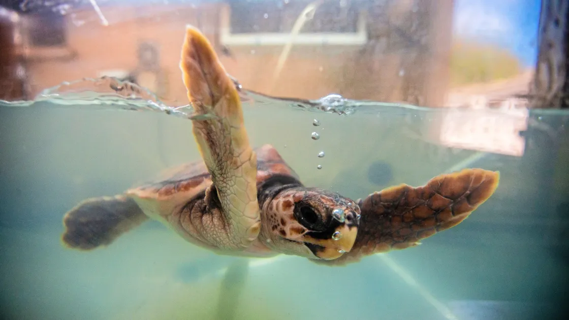 Barnacle Bill offered private jet ride to ‘where she belongs’