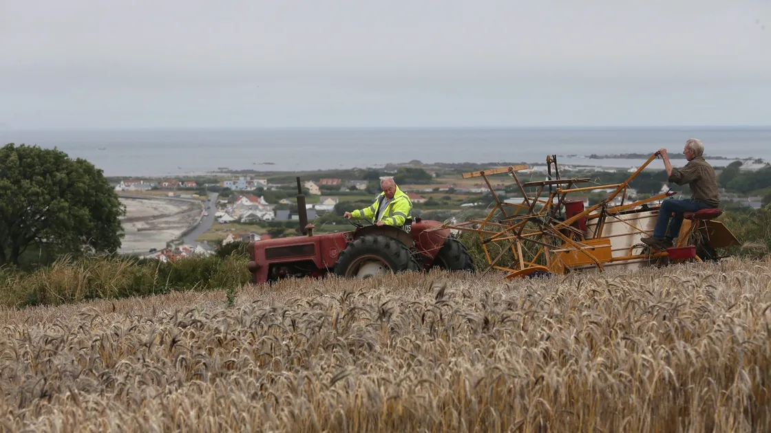 Organisers of vintage farm show reap barley for August’s event
