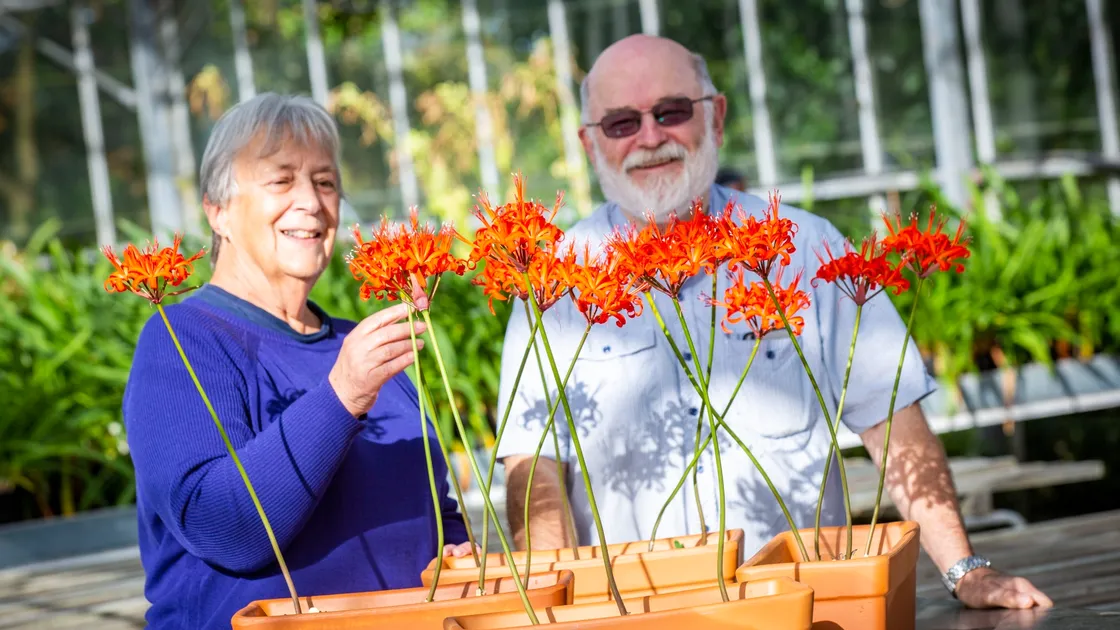 Nerines ready to sparkle for their festival