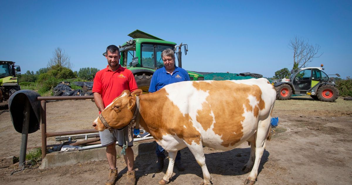 Farm animals on show