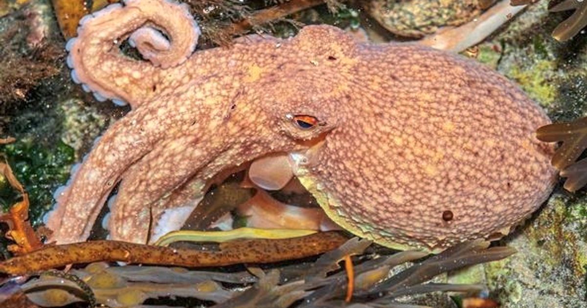 Octopuses on the rise in local waters