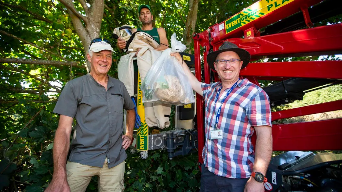 Island is winning the battle in controlling Asian hornets