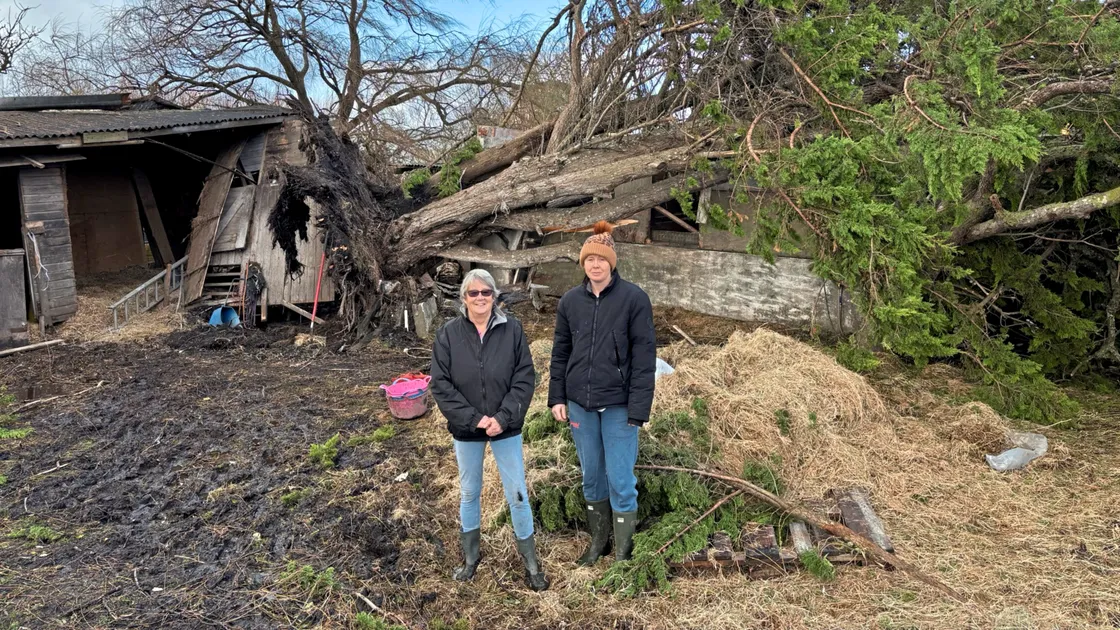 ‘Miracle’ escape as horses survive Storm Goretti tree fall