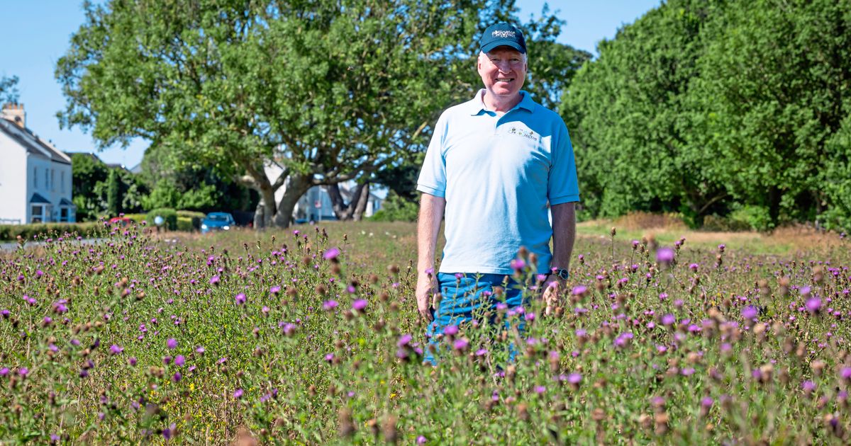 Pollinator Project wants ideas for Fort Road field