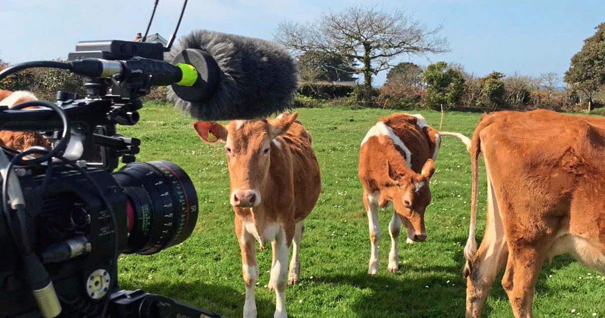 National fame for Sark dairy via TV documentary