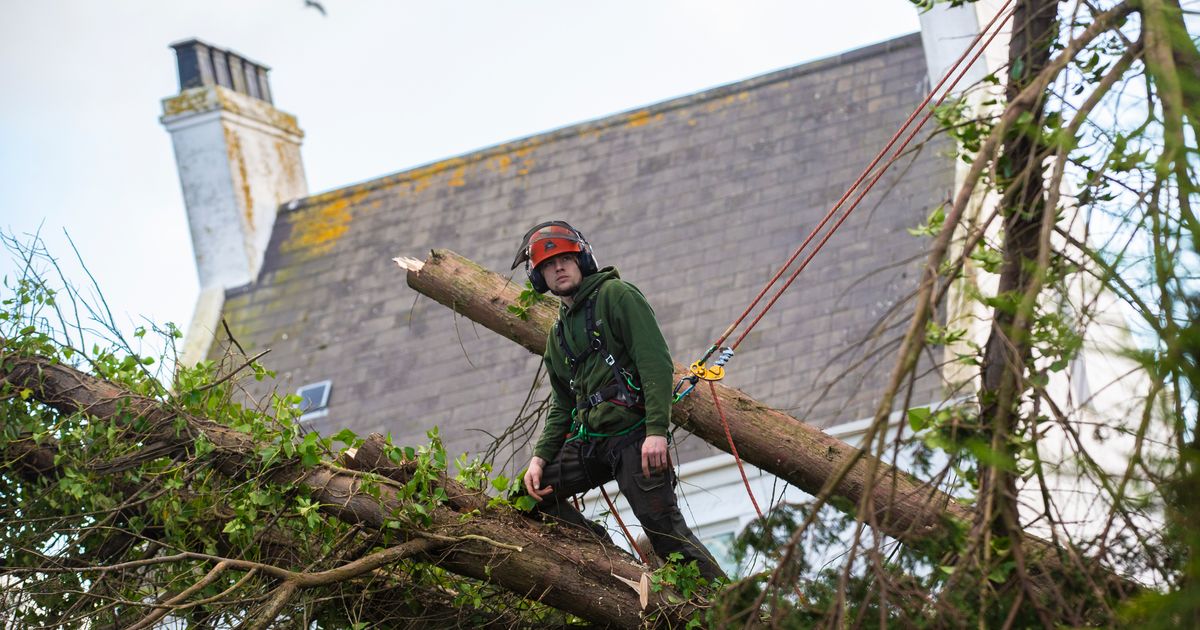 Trees down and sailings cancelled as storm hits