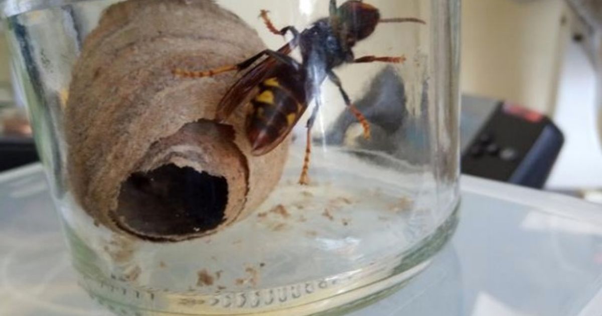 Sugary treats trialled to track Asian hornets