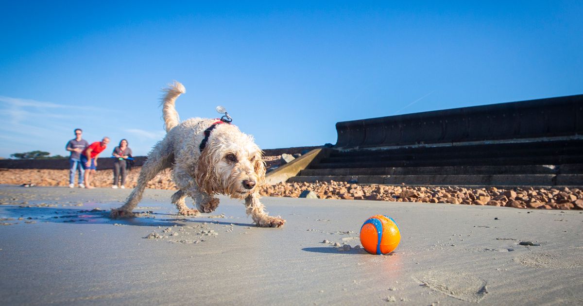 Dog beach ban needs a re-think, say owners