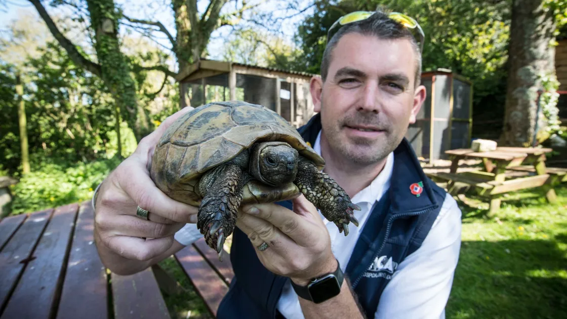 Warmer weather sends lonely tortoises looking for love