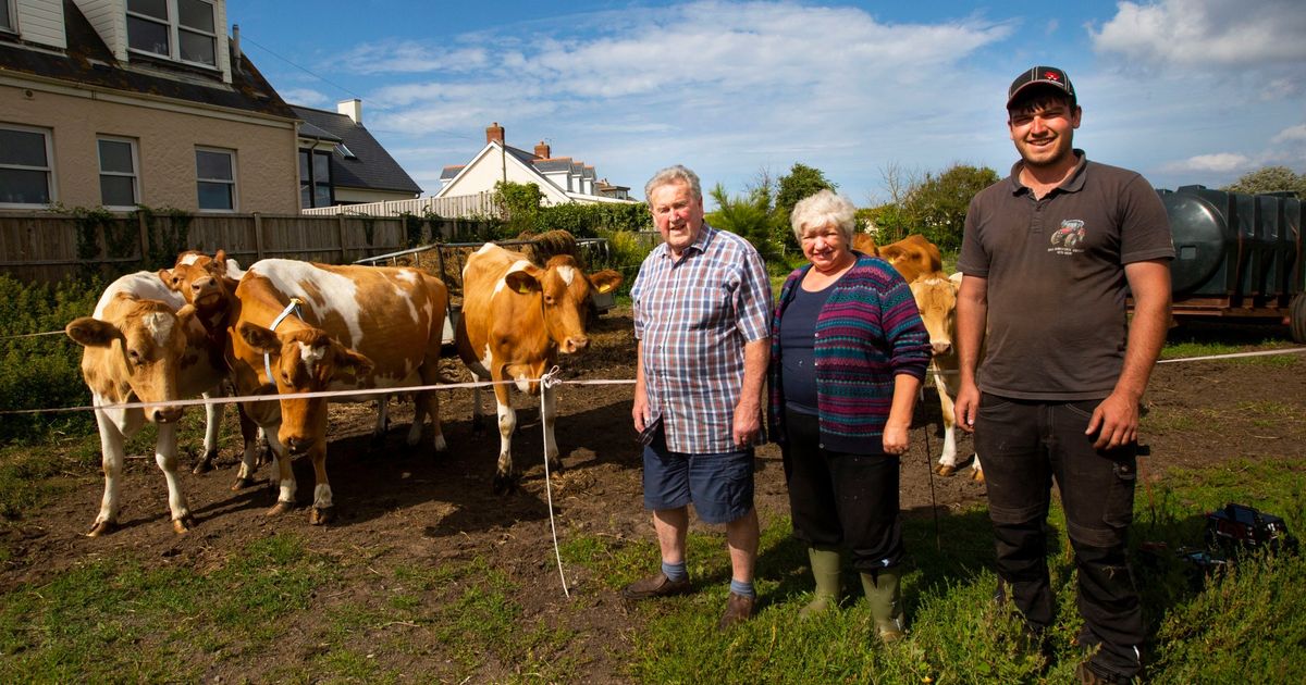 Sark milk production is close to restarting