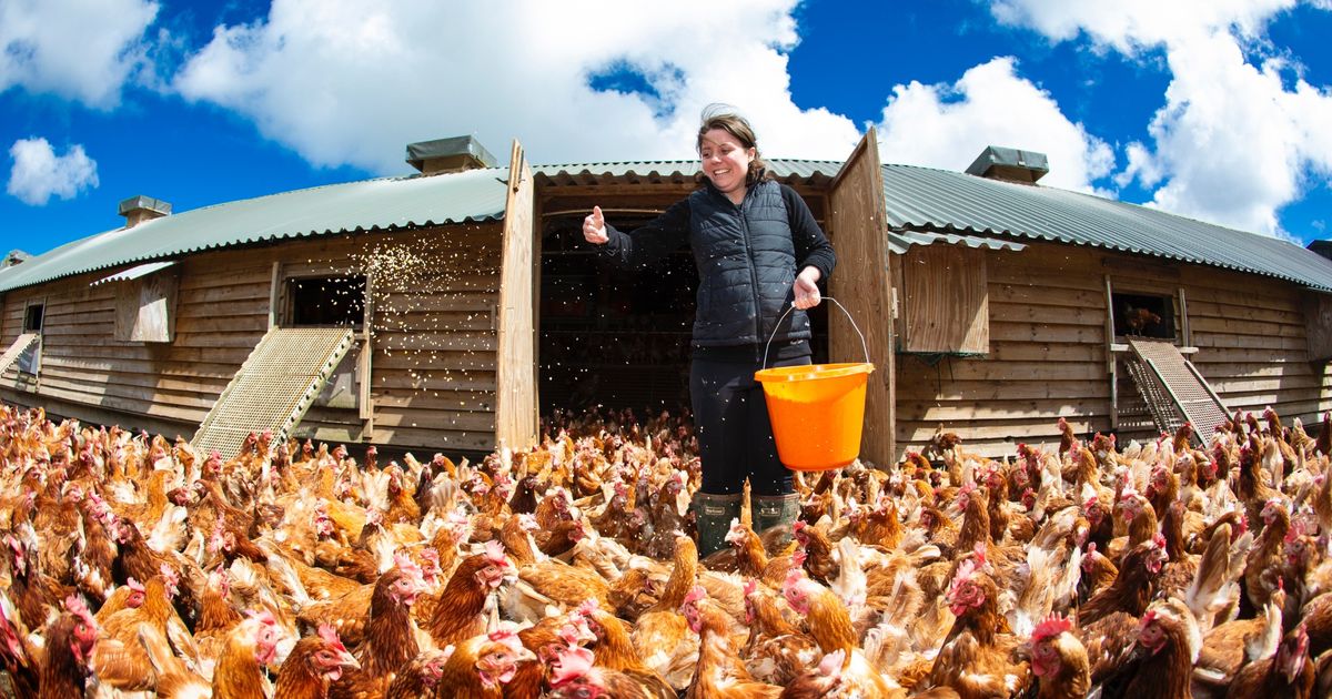 New arrivals will double production at egg farm