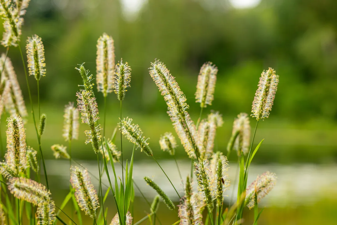 Hay fever misery hits islanders as pollen levels soar