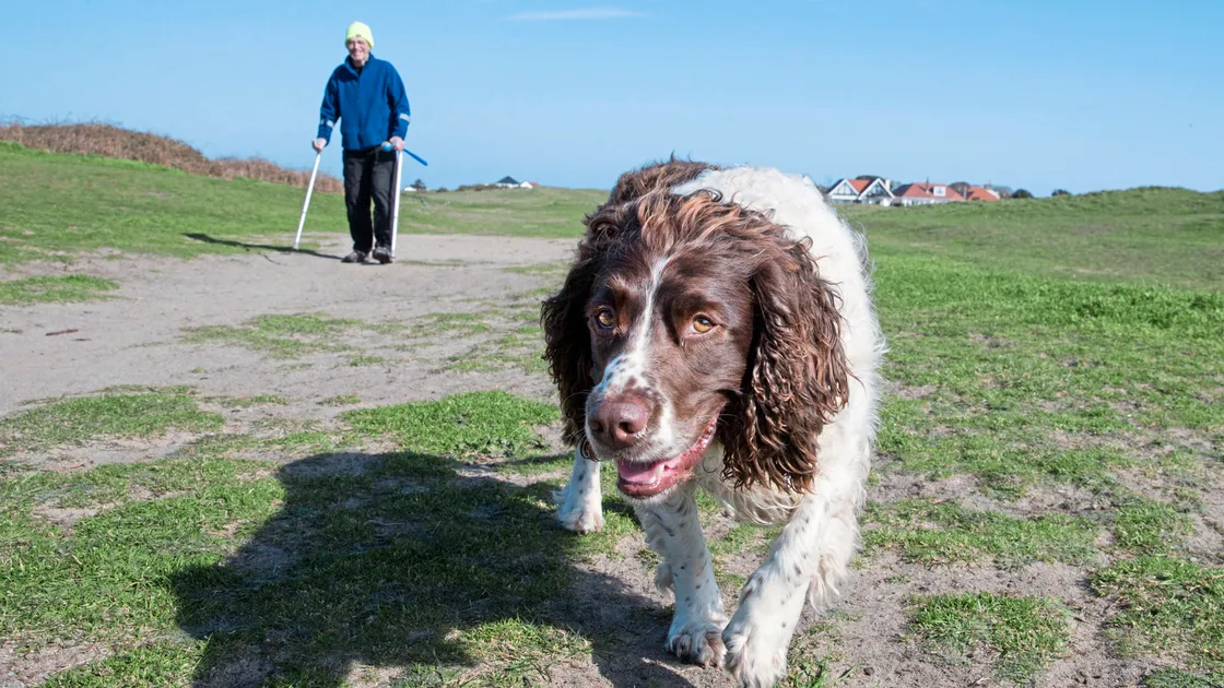 Dog-walking firms say a charge for common use would be unfair