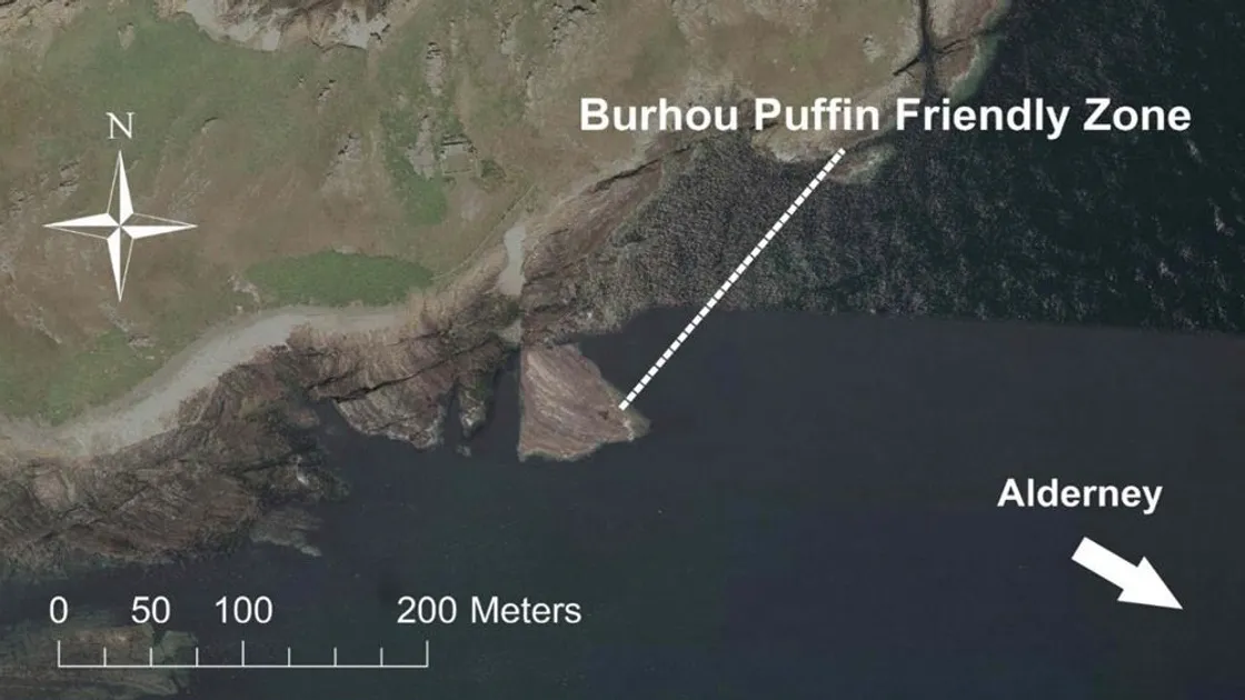 Signs of success for Alderney puffin zone