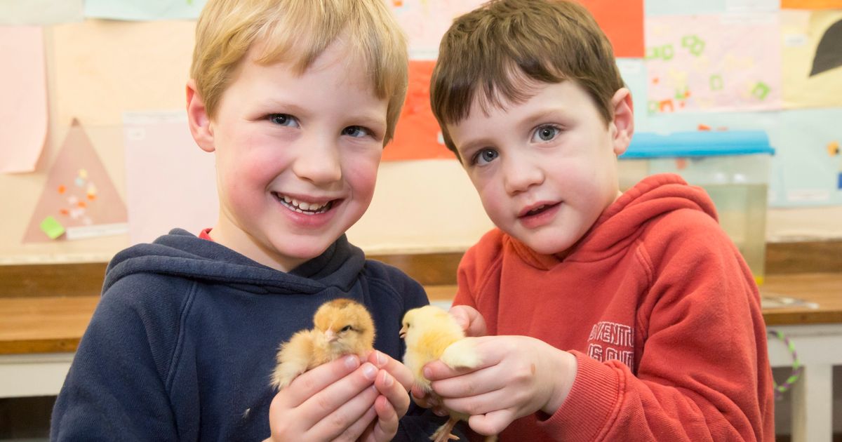 Chicks a first-hand learning experience