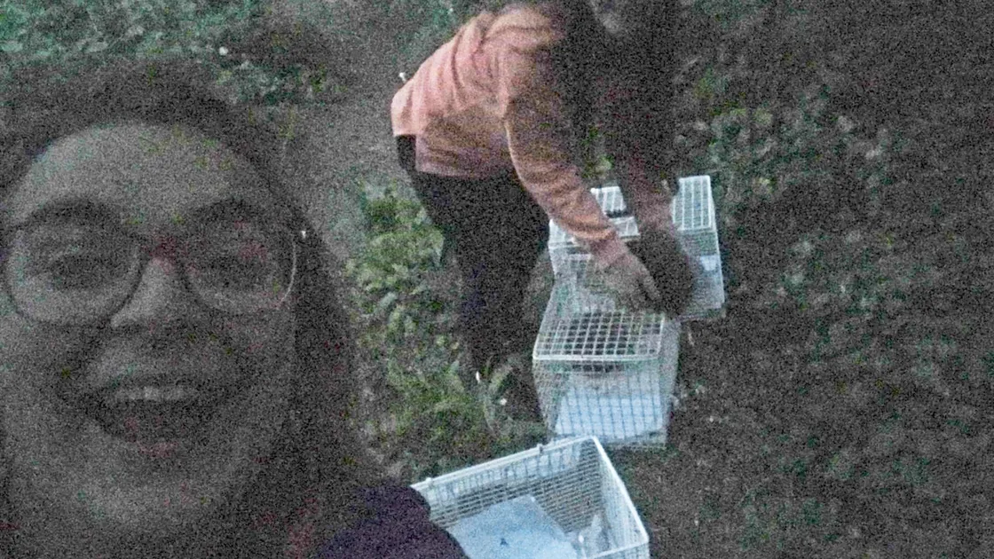 Hedgehogs back in the wild after GSPCA care