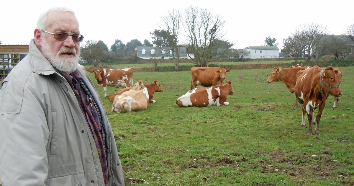 Sark’s main dairy is set to close after 30 years