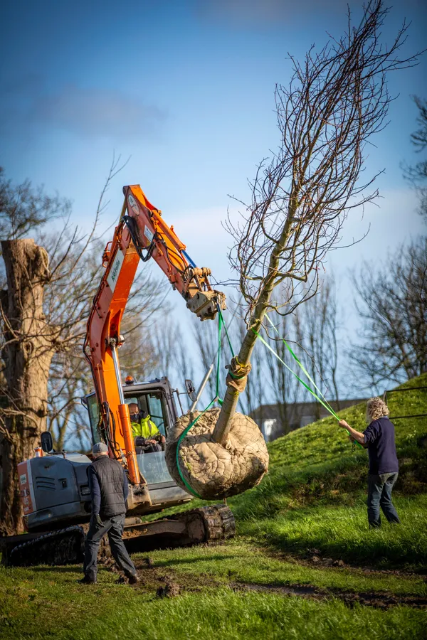 Tulip tree for peace garden at Les Cotils