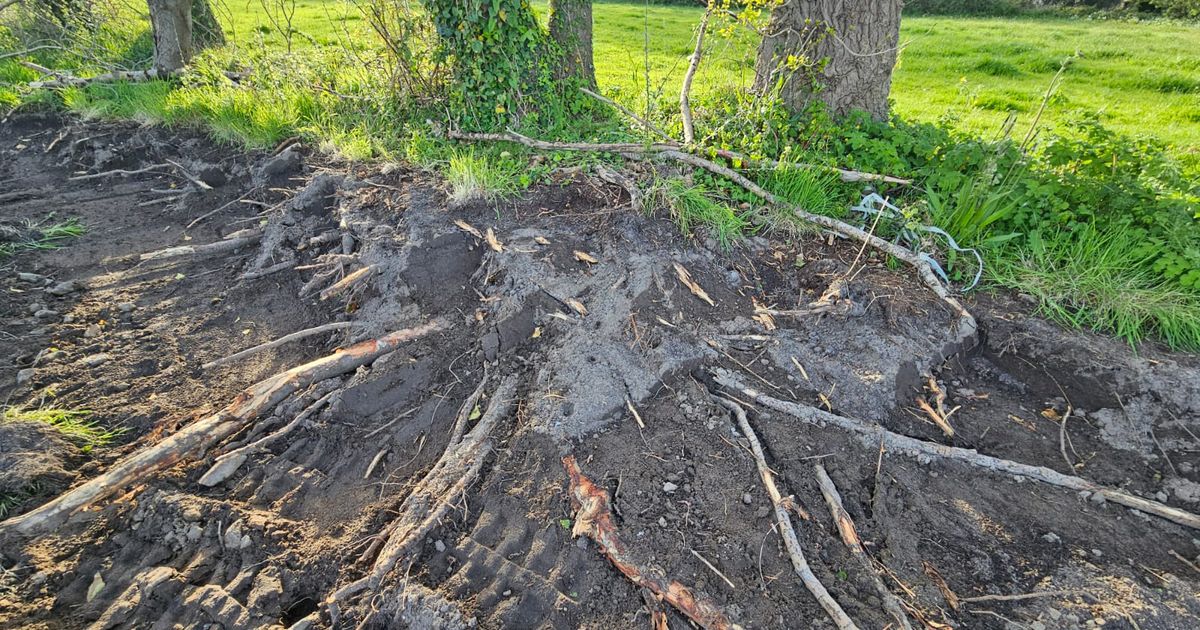 DPA serves tree protection order on land owner