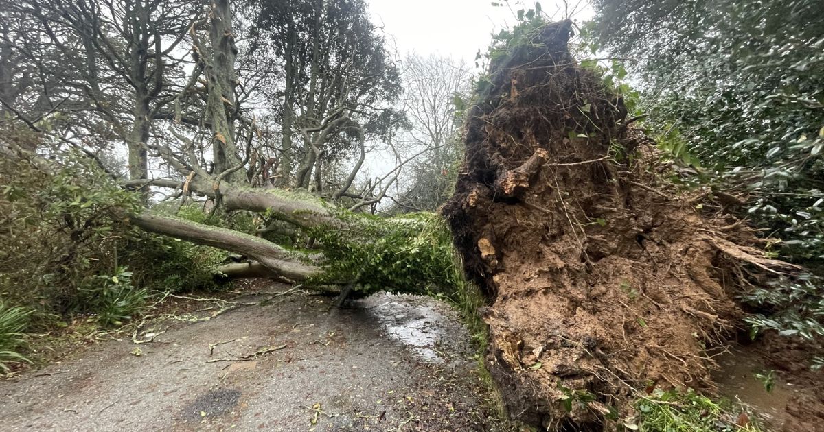 More than 70 trees down, but island has weathered Storm Ciaran well