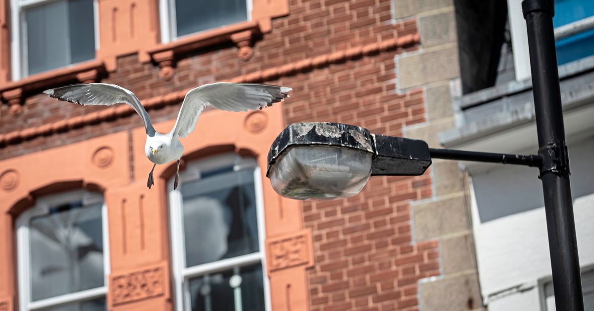 Is Steve the Seagull taking the biscuit?