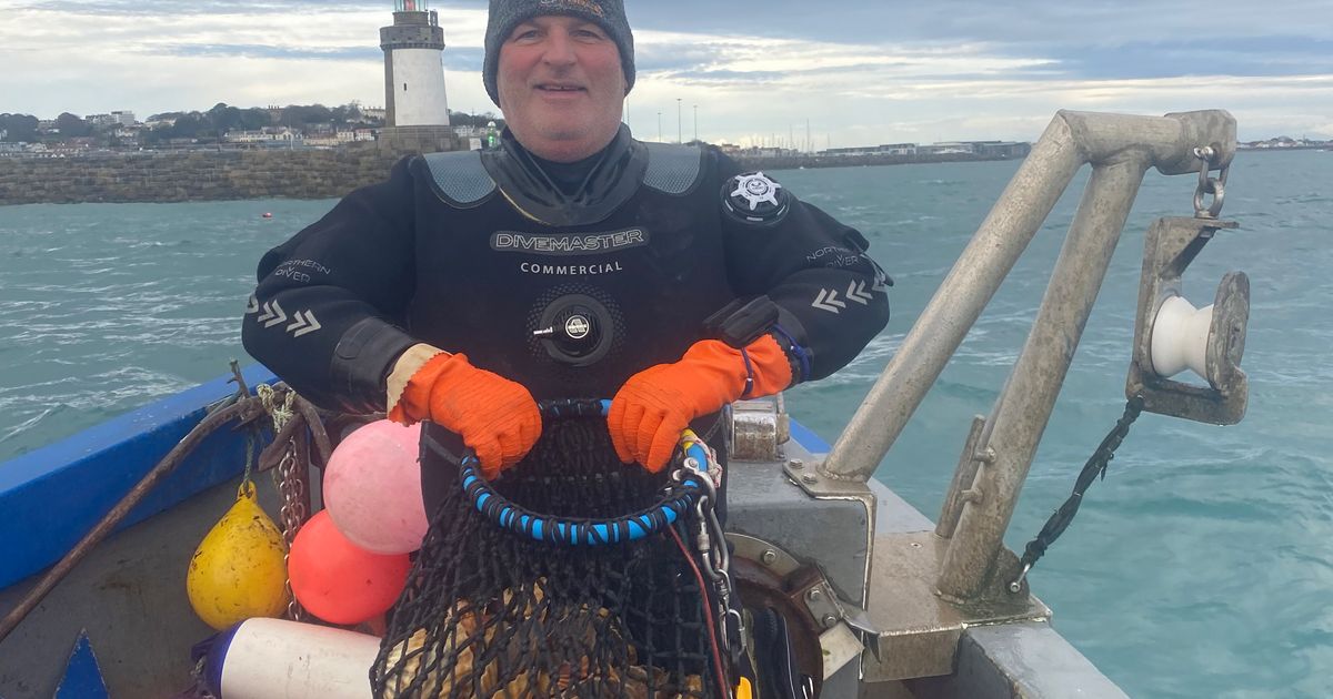 Impressive scallop haul for regular festive diver