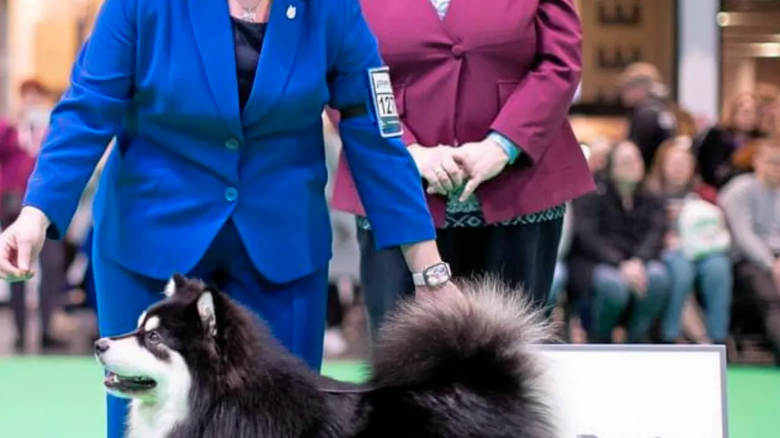 Three awards on debut