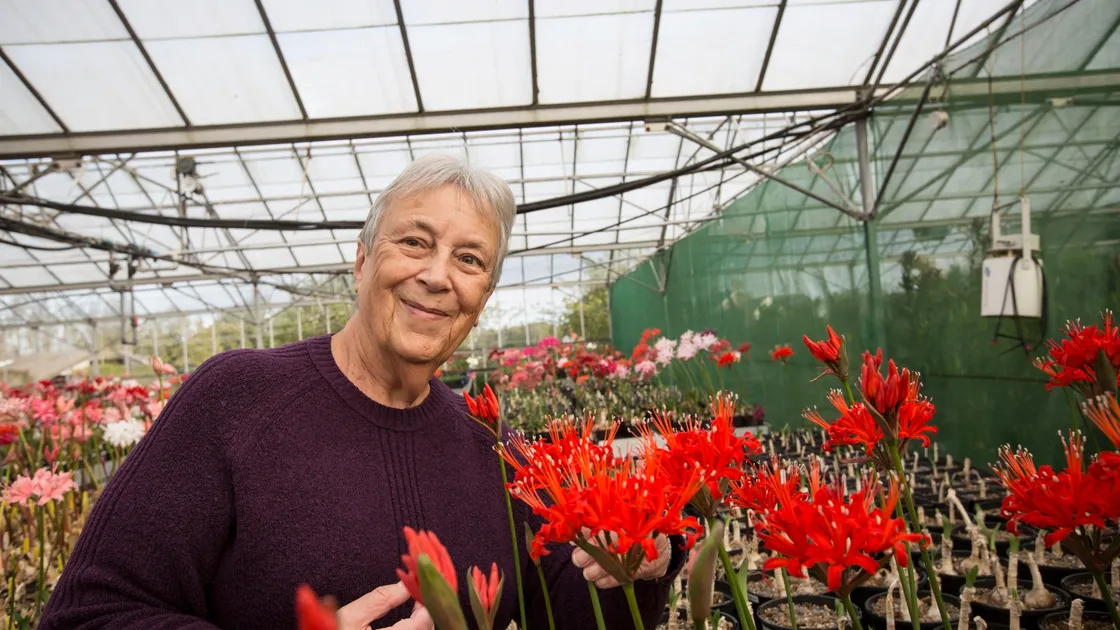 Weather changes choice of nerines for festival