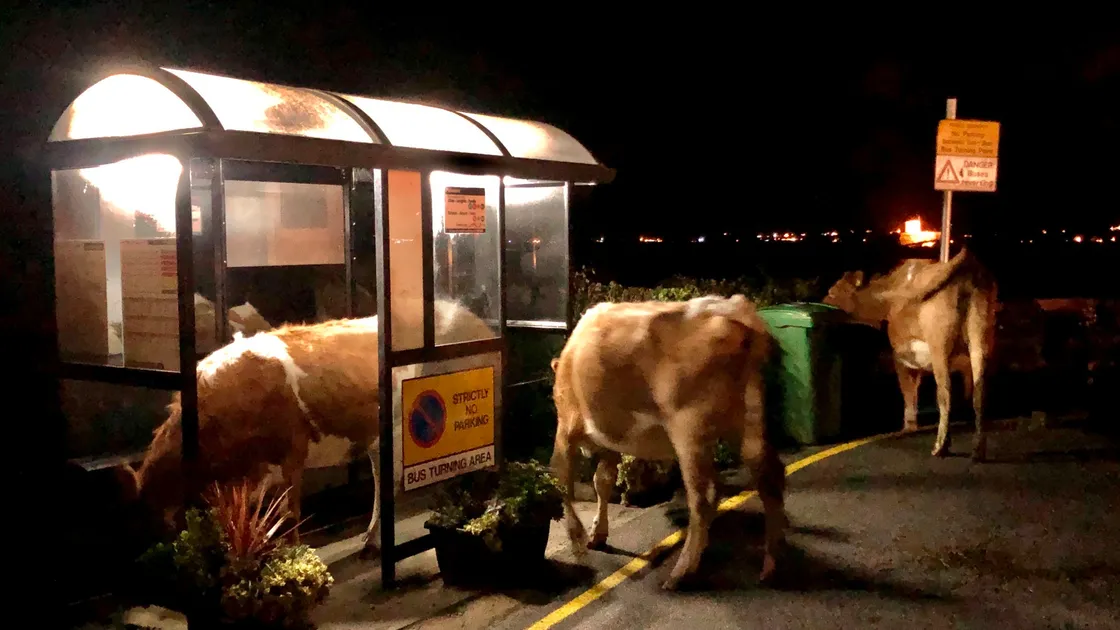 Escaped cattle caught by motorists