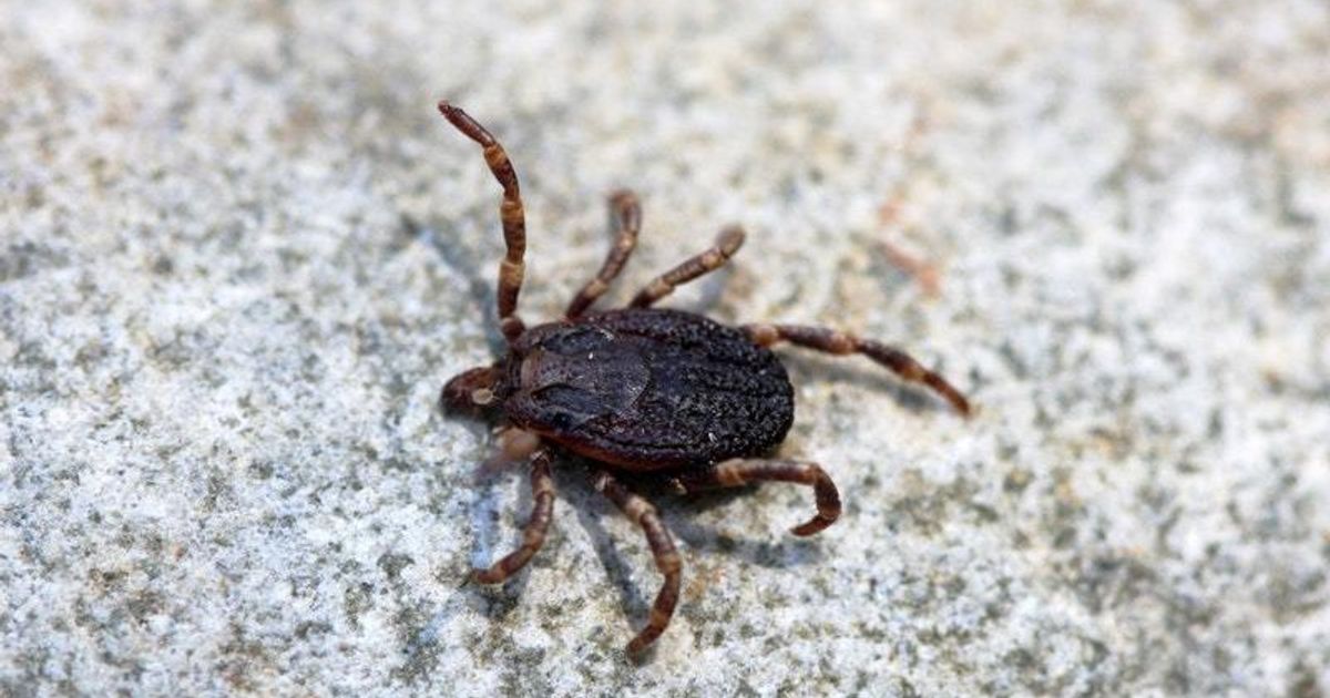 Concerns mild winters could see a rise in tick numbers