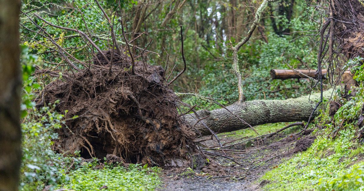 Islanders thanked as storm tree appeal exceeds £20,000