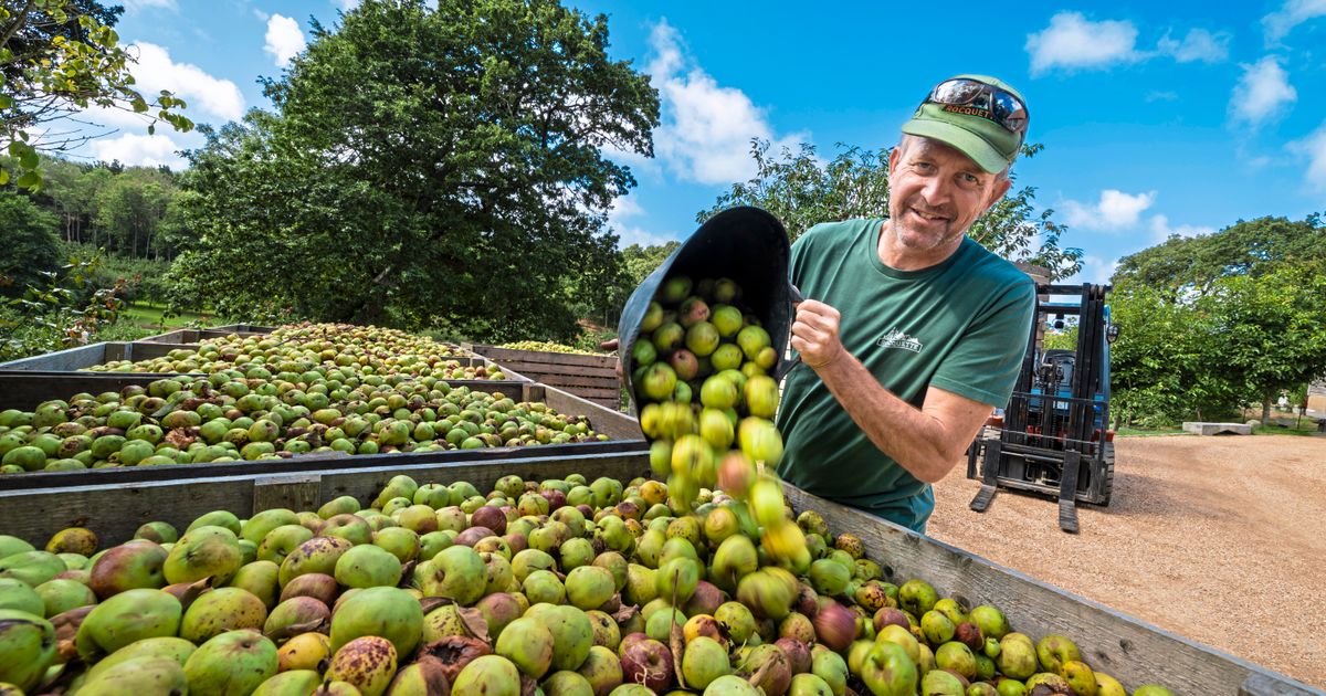 When life gives you lots of apples, swap them for cider