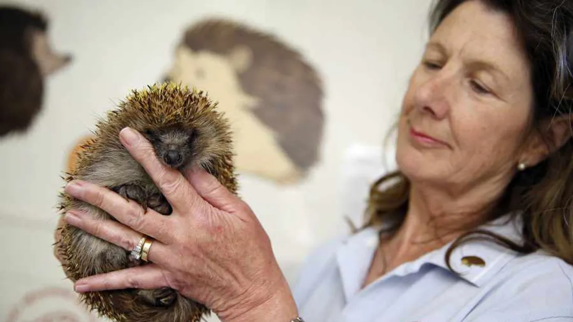 Hedgehogs extinct in five years warning