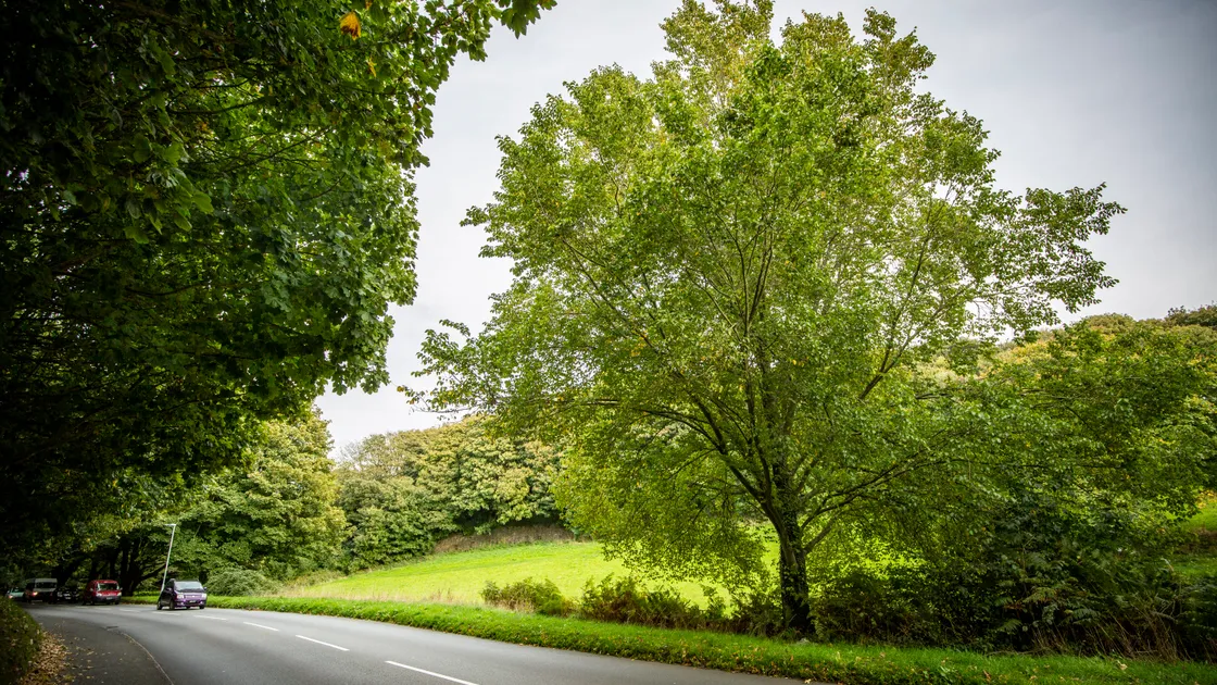 Leaf specimens wanted from top of local elms