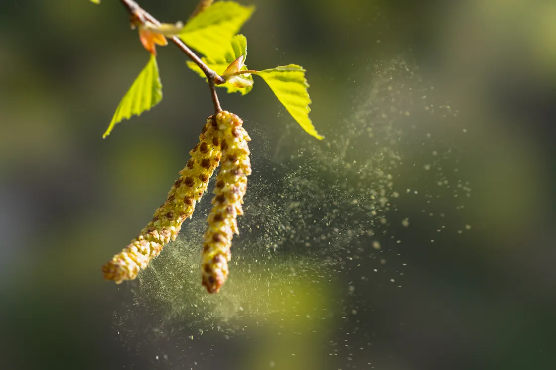 Hay fever misery hits islanders as pollen levels soar
