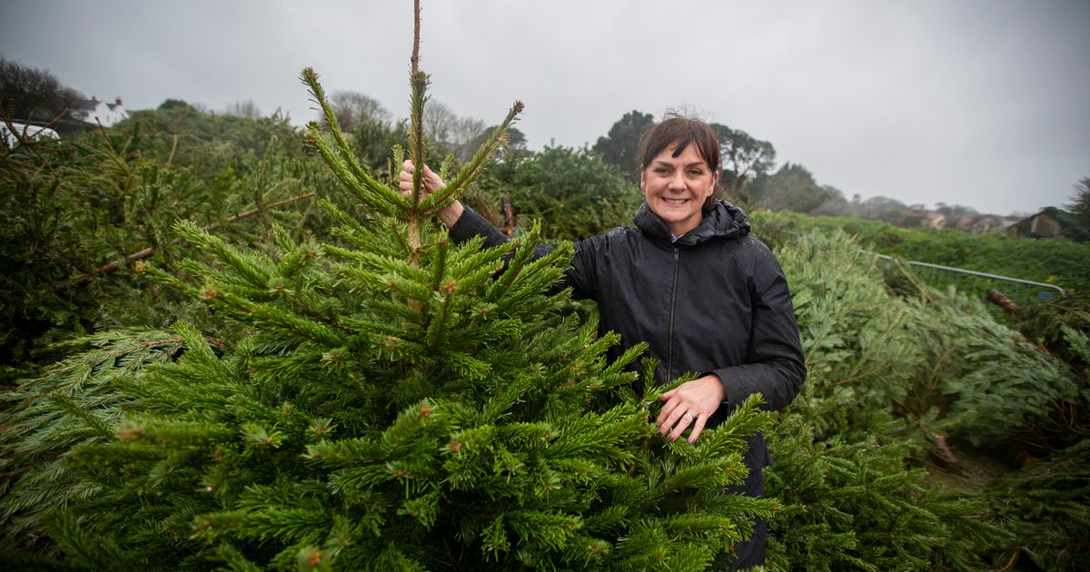 ‘Remove decorations before recycling your Christmas trees’