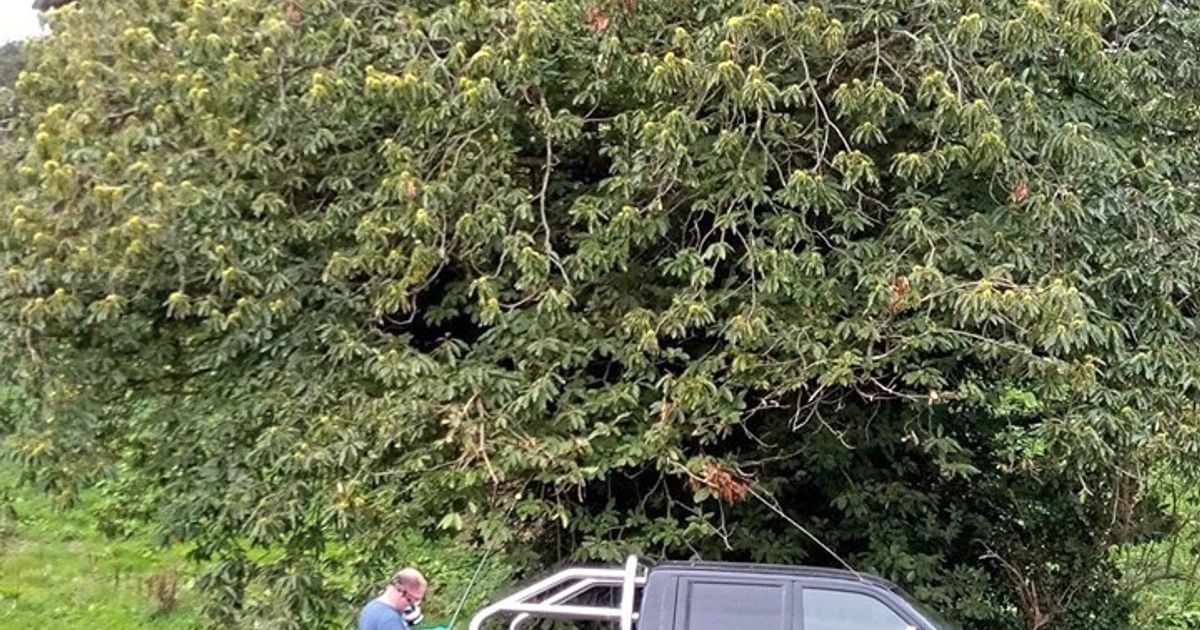 First Guernsey Asian hornet nest of 2019 discovered in St Saviour's tree