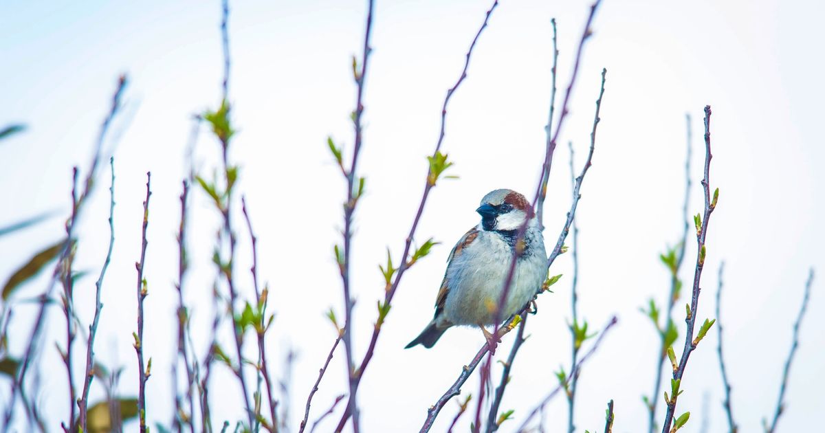 House sparrow tops list in RSPB Big Garden Birdwatch